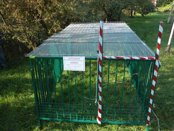 Trappola BOX – per Cinghiali • Ziboni Technology